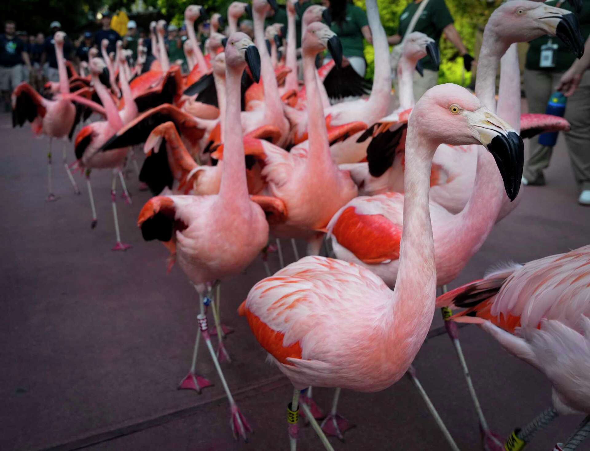 Human wall guides flamingos into new habitat at Houston Zoo