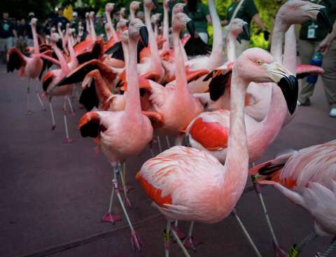 Human wall guides flamingos into new habitat at Houston Zoo