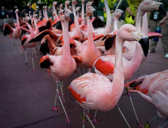Human wall guides flamingos into new habitat at Houston Zoo