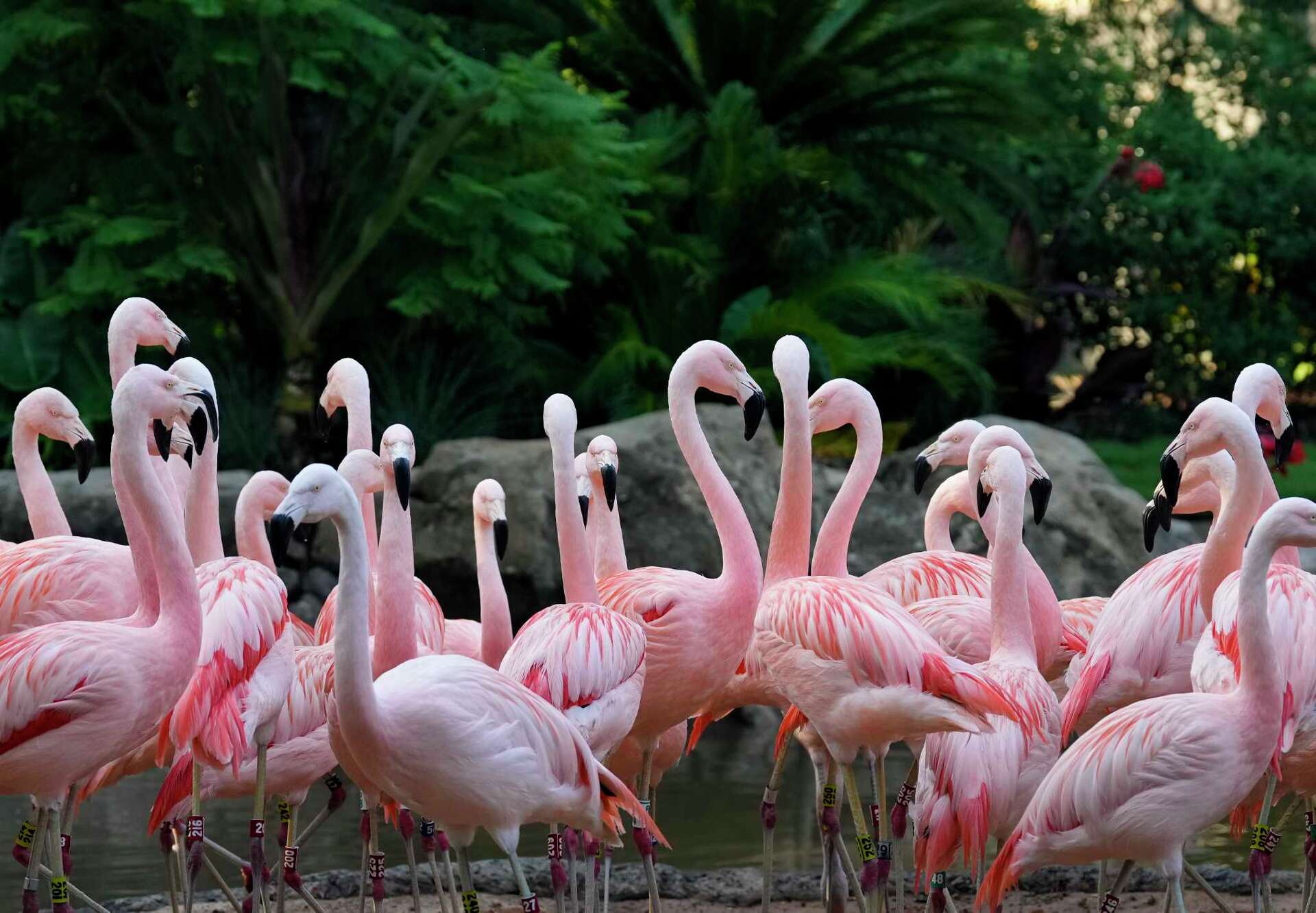 Human wall guides flamingos into new habitat at Houston Zoo