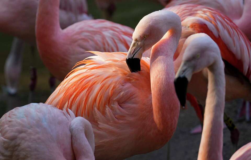 Human wall guides flamingos into new habitat at Houston Zoo