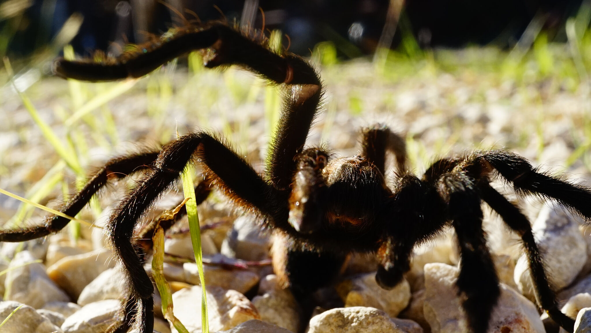 Texas tarantulas emerge as summer mating season begins