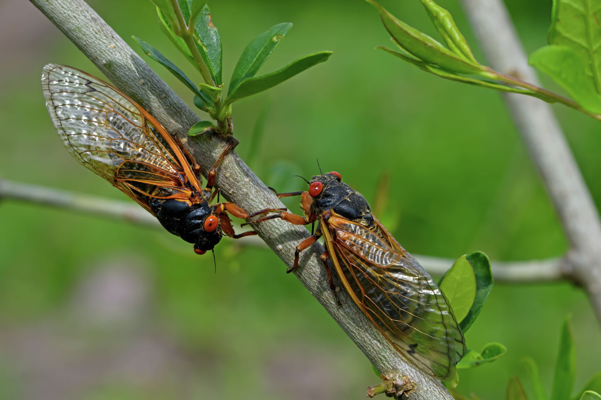 Cicadas' mating ritual disrupted by sexually transmitted infection