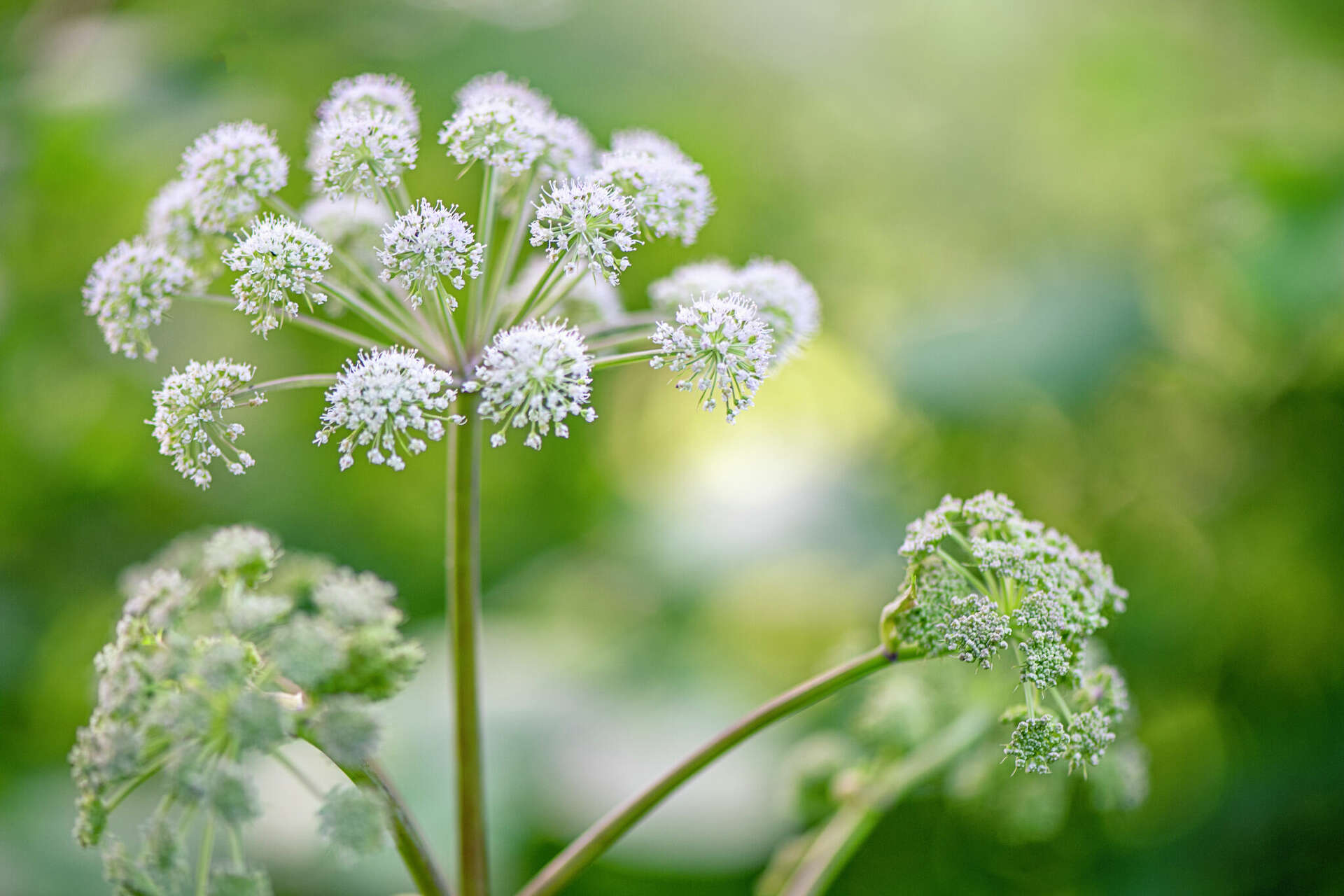 From poison ivy to giant hogweed, CT's poison plants cause confusion