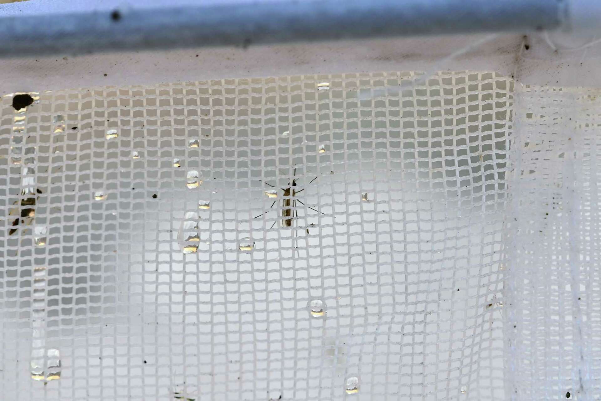 How Harris County controls the spread of mosquito-borne disease