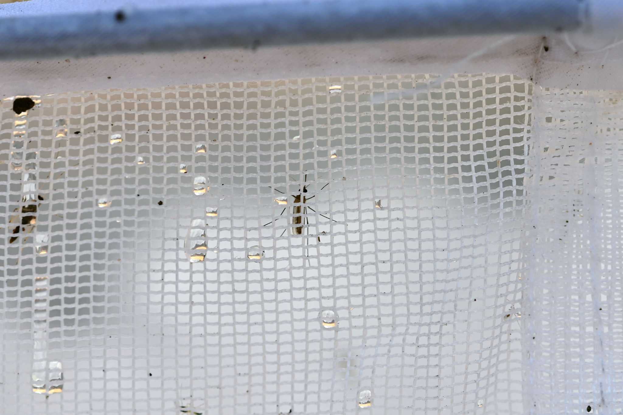 Hurricane Beryl: Houstonians seeing more mosquitoes in Harris County