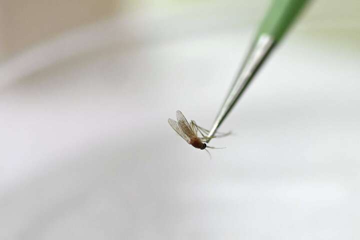 How Harris County controls the spread of mosquito-borne disease