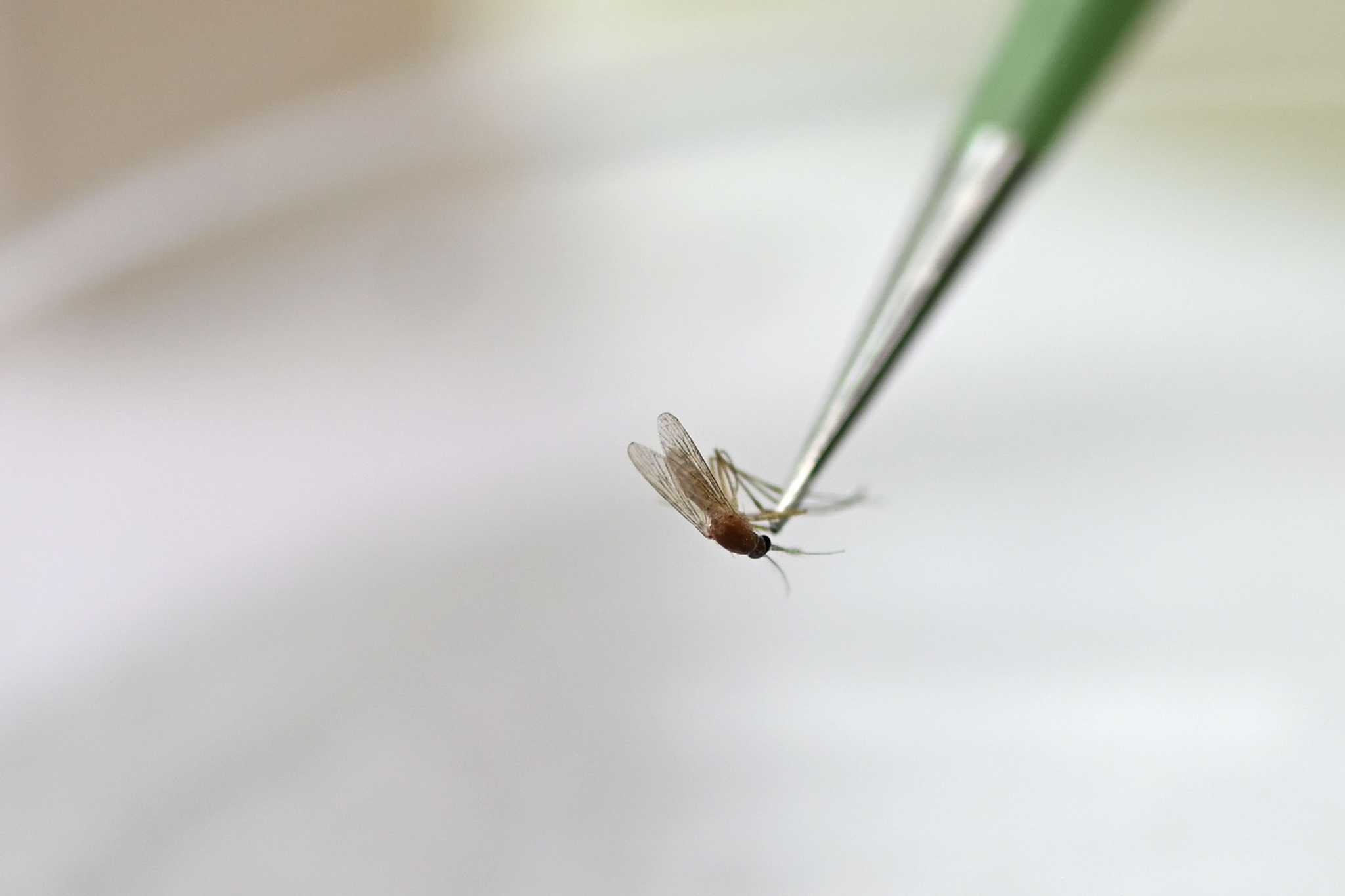 Catherine Dominguez - Journalist Profile - Intelligent Relations