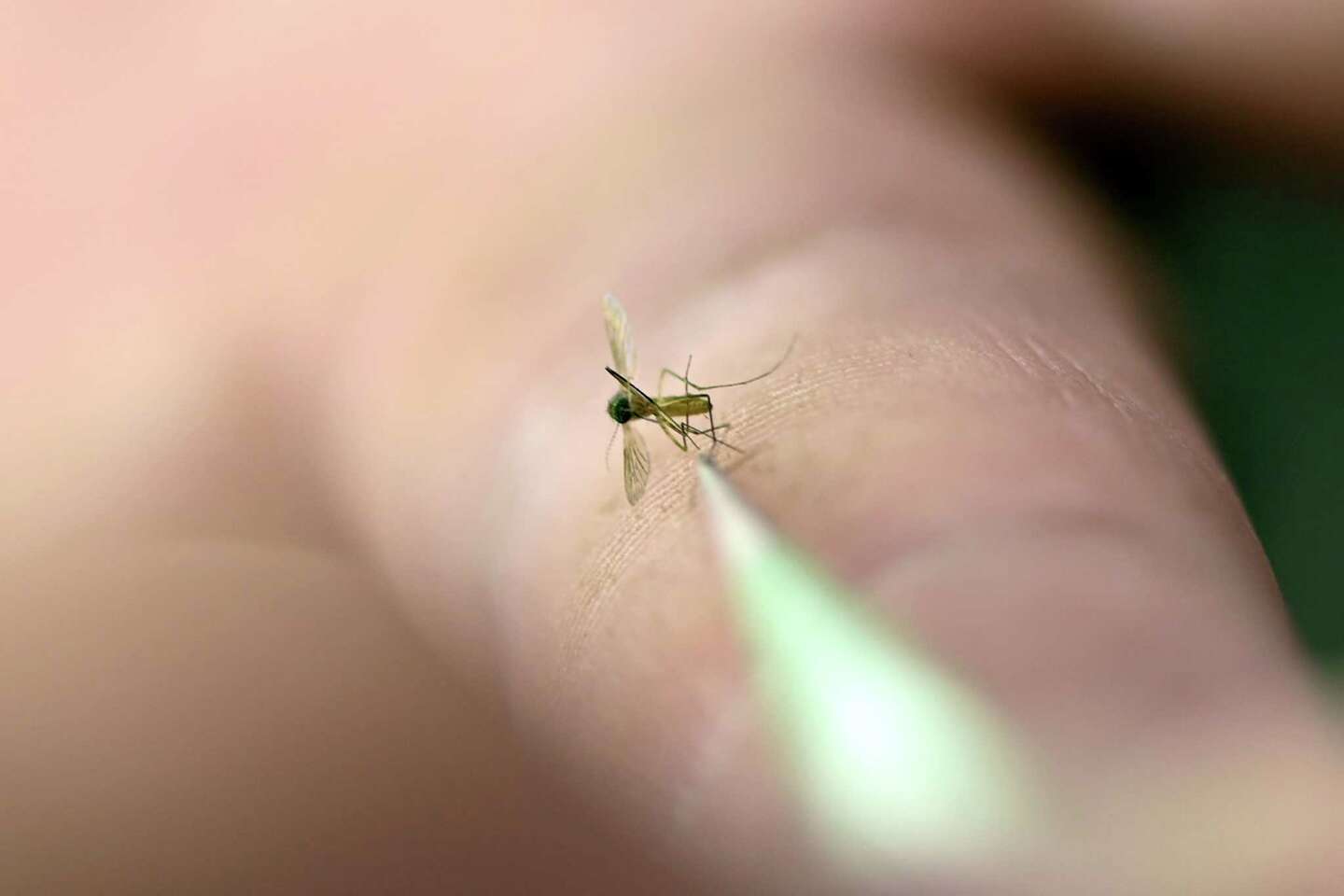 What Houston needs to know about mosquitoes, a year-round challenge