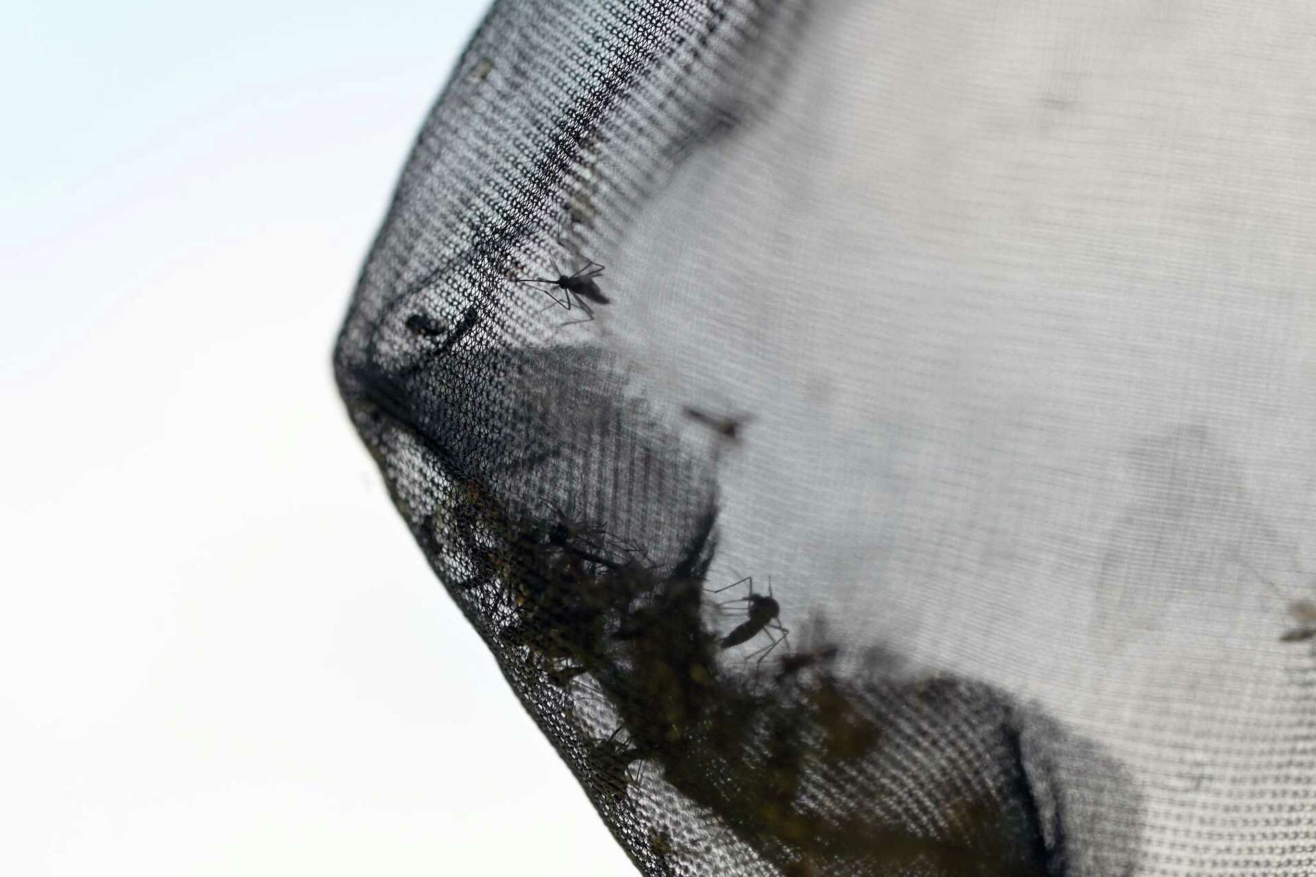 Hurricane Beryl: Houstonians seeing more mosquitoes in Harris County