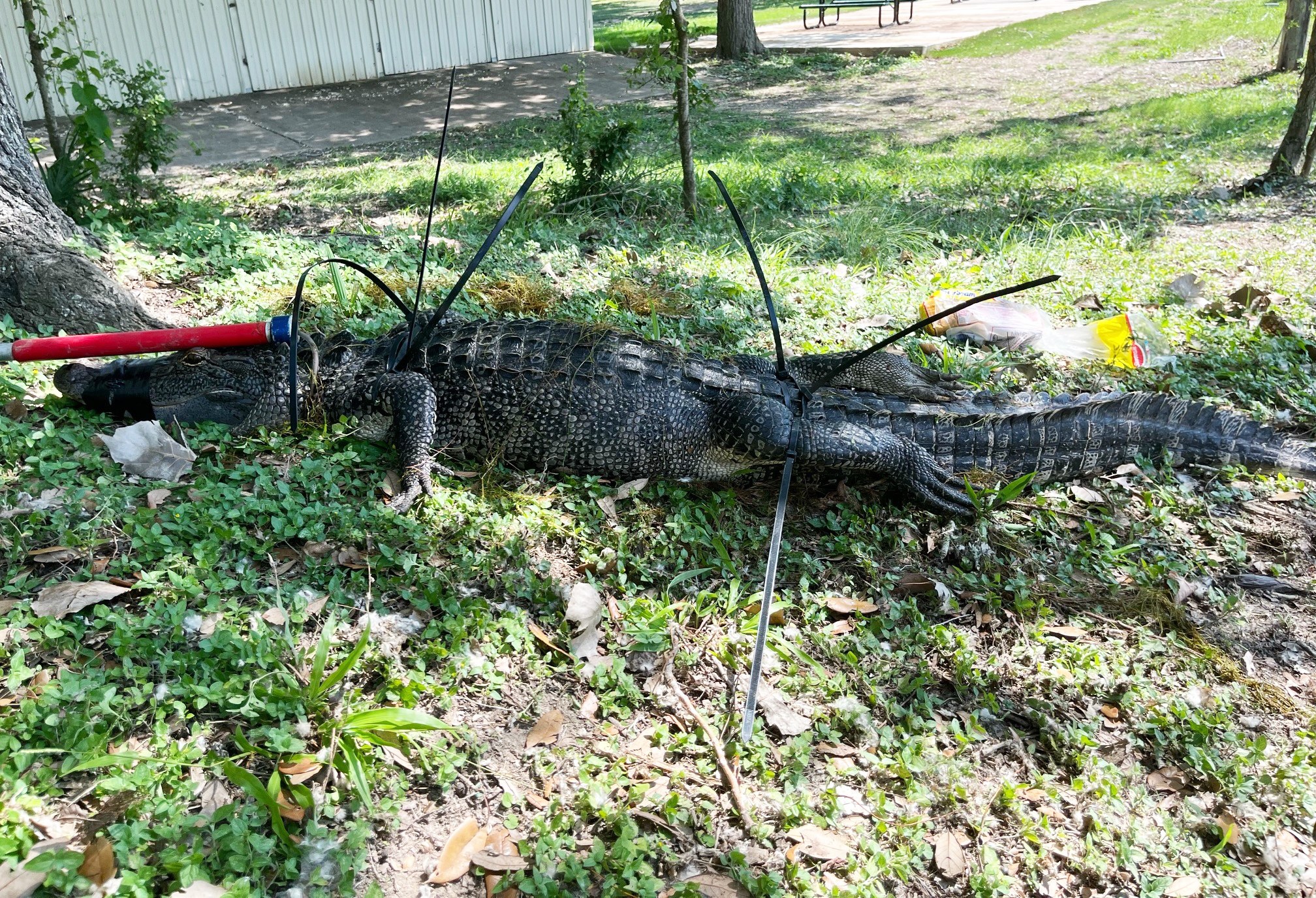 Alligator spotted at Texas pond removed by officials