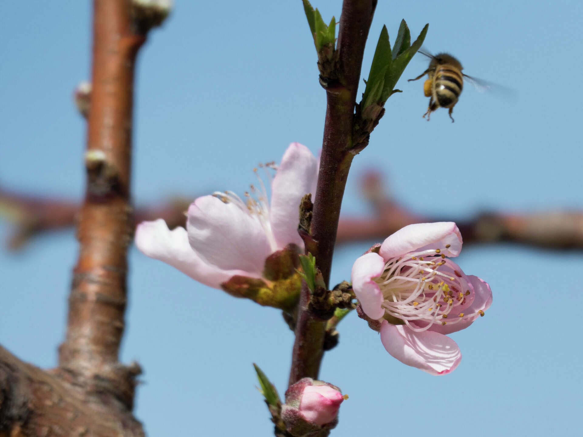 How to make the most of Texas Hill Country peach season