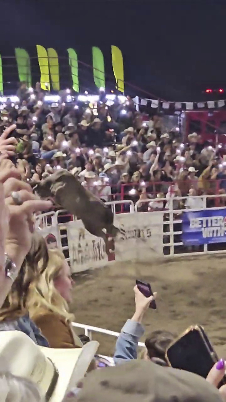 Watch: Bull jumps rodeo fence, launches spectator into the air