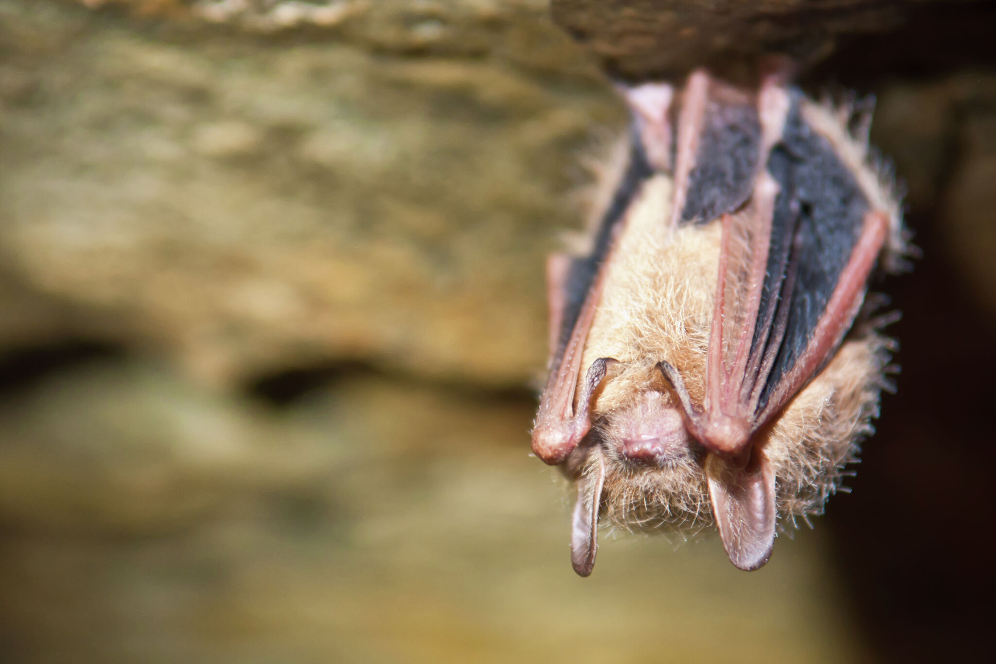 Deadly disease spread in Texas bats makes biologists worry