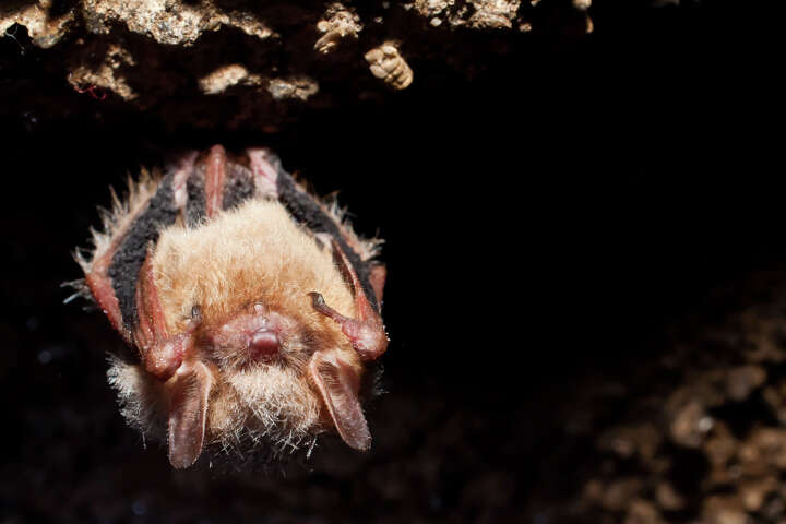 Deadly disease spread in Texas bats makes biologists worry