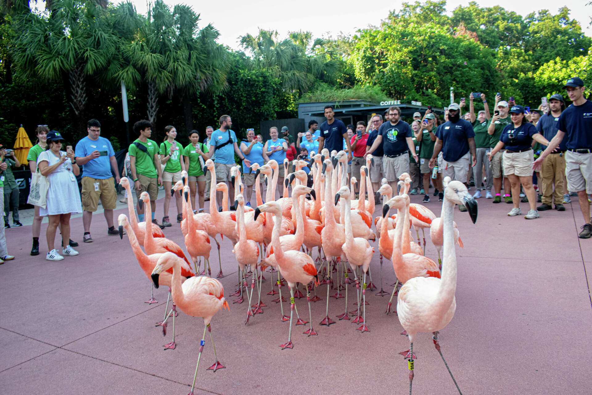 Houston Zoo flamingos move to 'new and improved' home