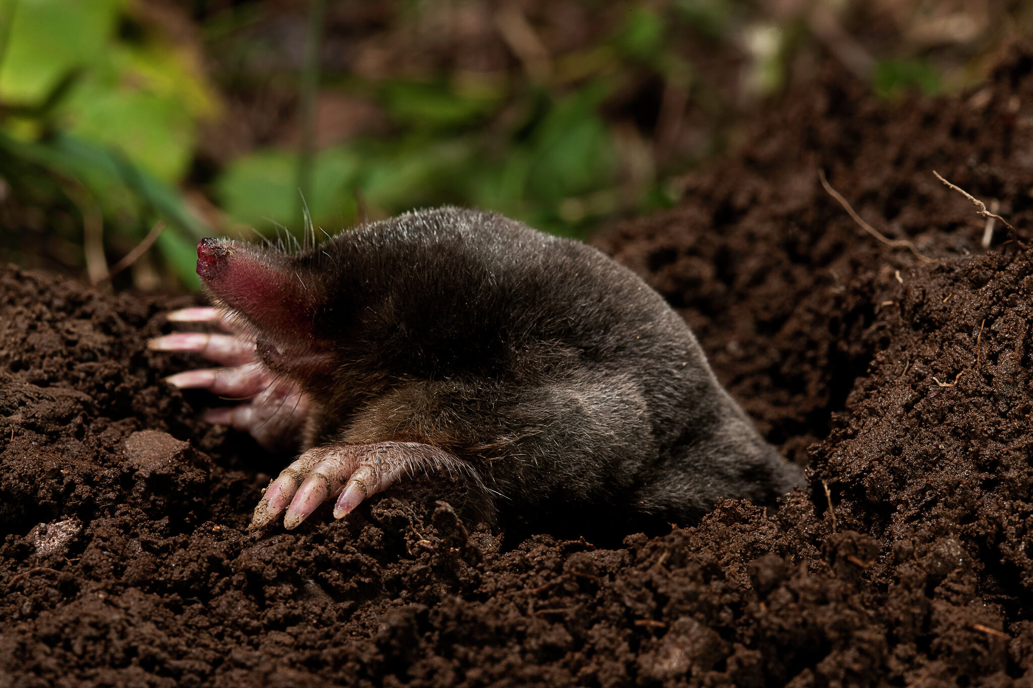 'Decoy gardens' and other tips to keep animals out of CT yards