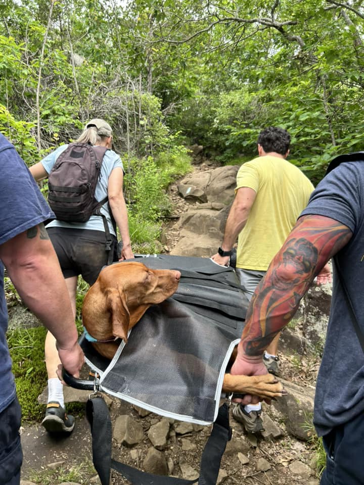 Injured dog rescued from Sleeping Giant in Hamden, officials say