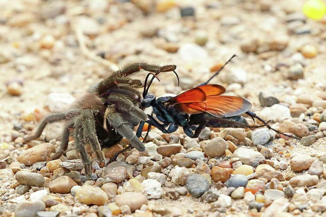 Gigantic wasps are here to ruin Texas tarantula summer