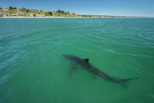 'Shark park' in Santa Cruz, California, sees surge in great whites