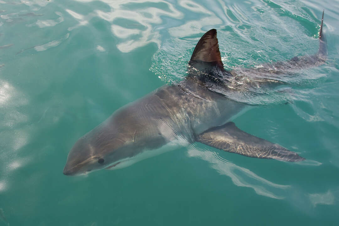'Shark park' in Santa Cruz, California, sees surge in great whites