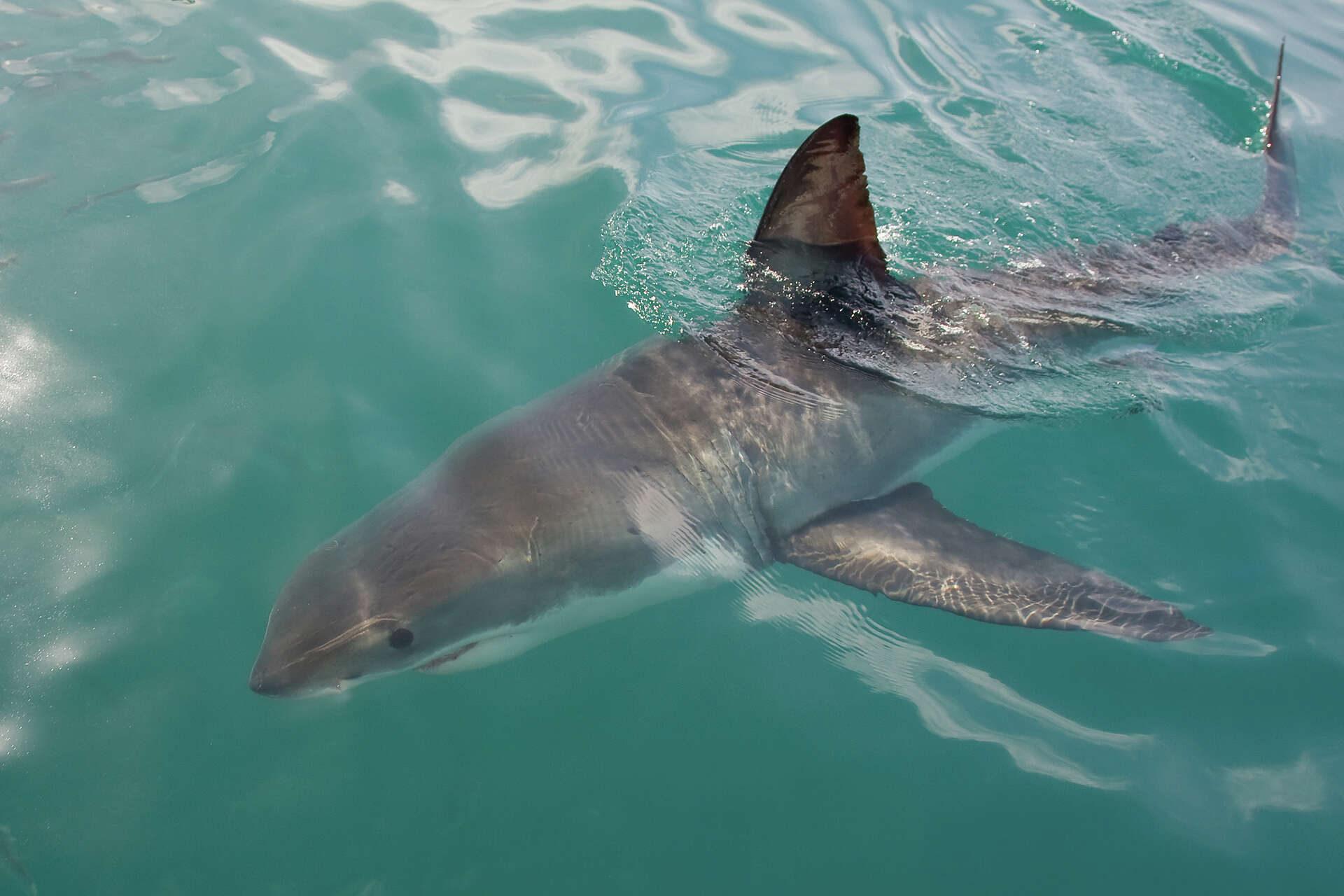 'Shark park' in Santa Cruz, California, sees surge in great whites