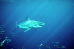 'Shark park' in Santa Cruz, California, sees surge in great whites