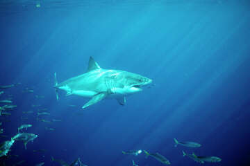 'Shark park' in Santa Cruz, California, sees surge in great whites