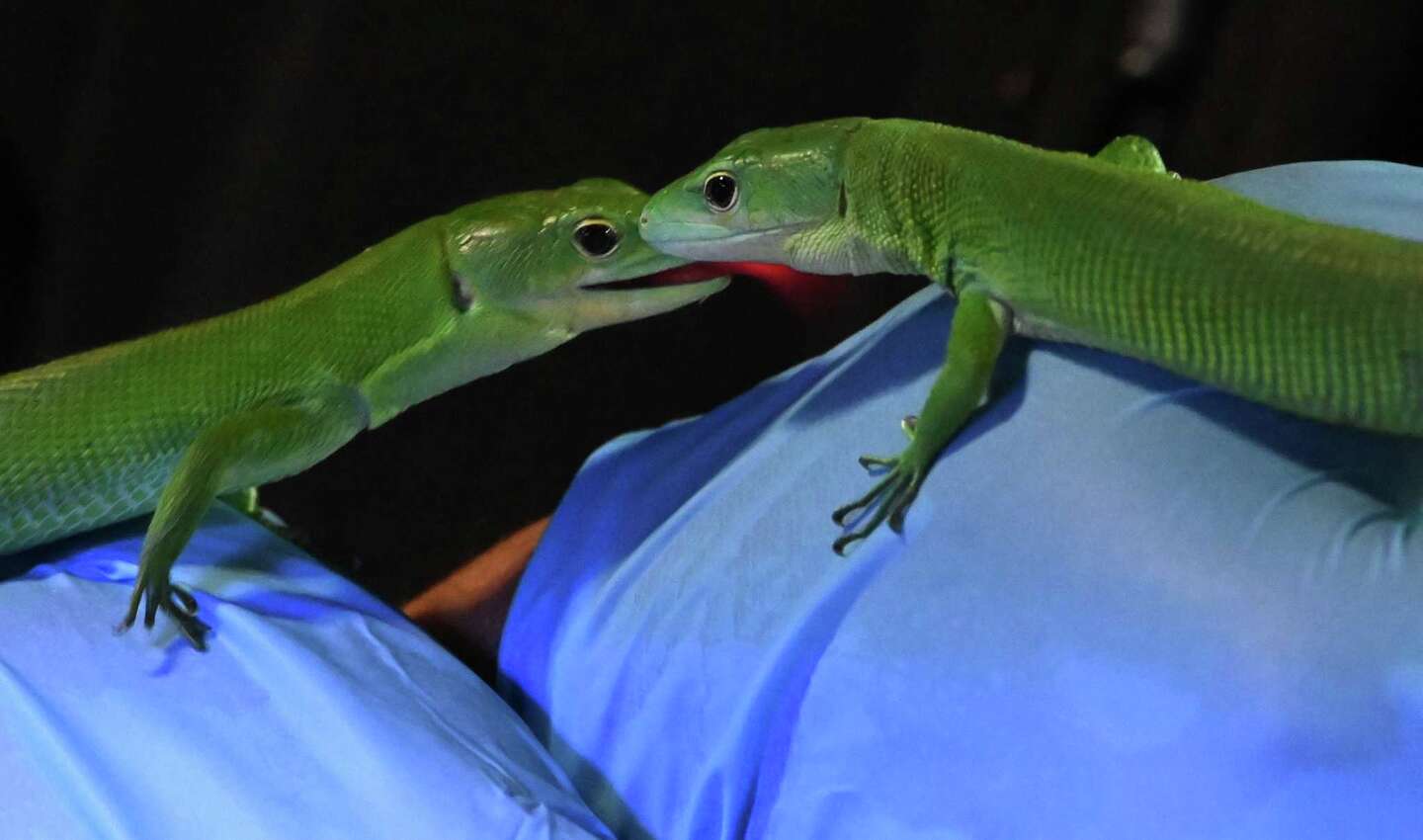 VIA Aquarium in Rotterdam hatches pair of baby green keeled lizards