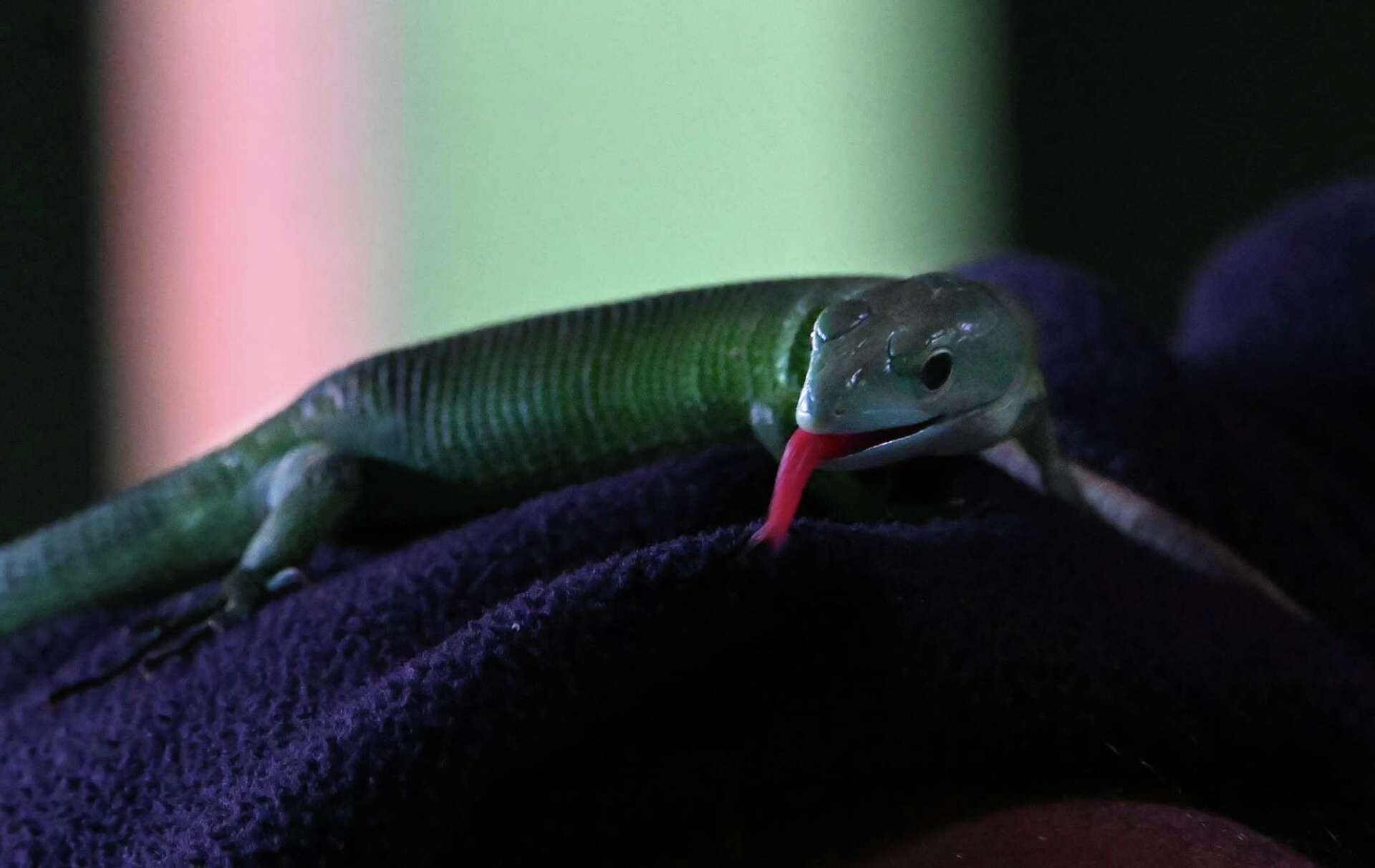 VIA Aquarium in Rotterdam hatches pair of baby green keeled lizards
