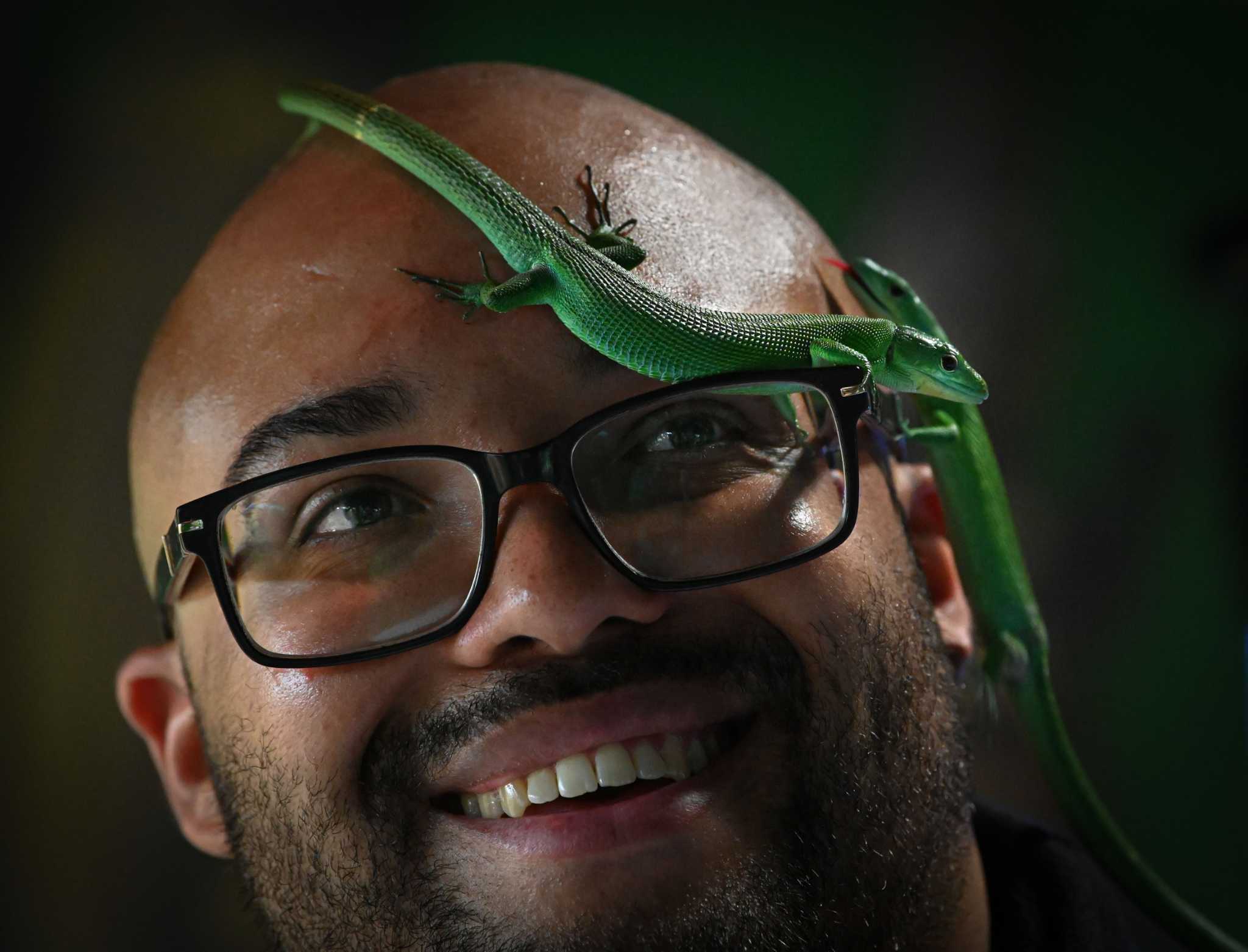 VIA Aquarium in Rotterdam hatches pair of baby green keeled lizards