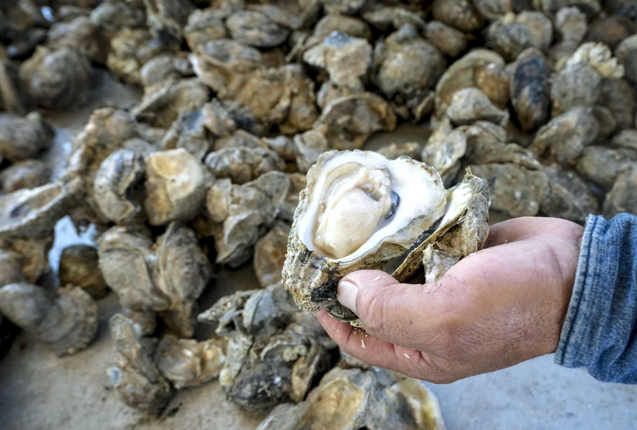 Texas oyster season starts Nov. 1 with only 10 harvest areas open