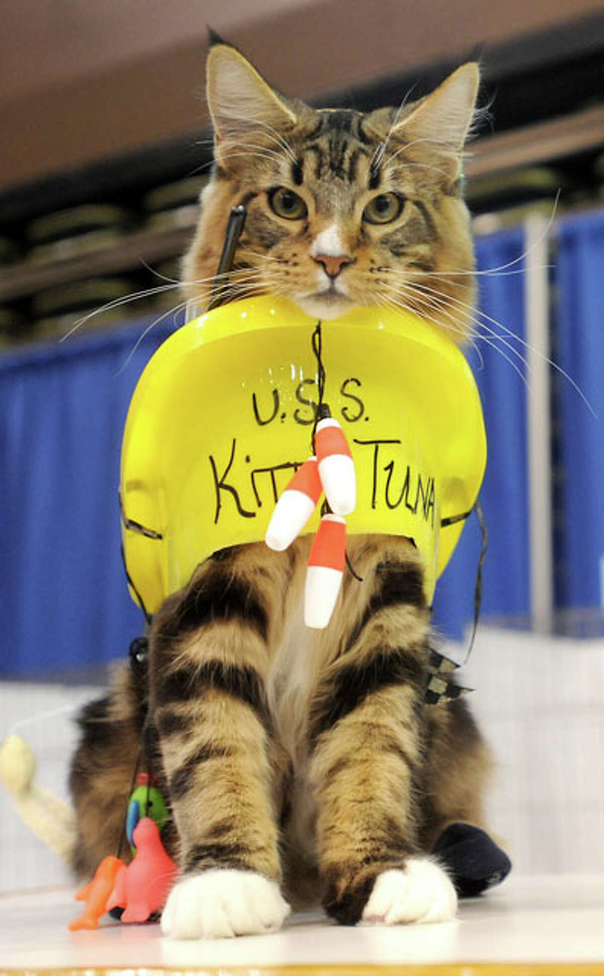 Cats Compete at Civic Center