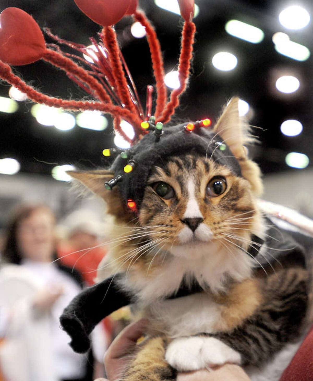 Cats Compete at Civic Center