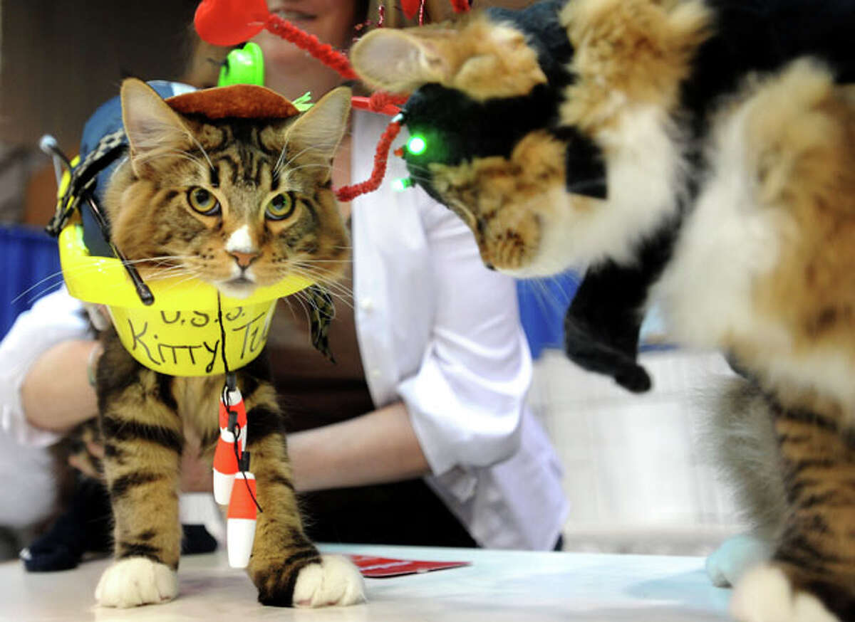 Cats Compete at Civic Center