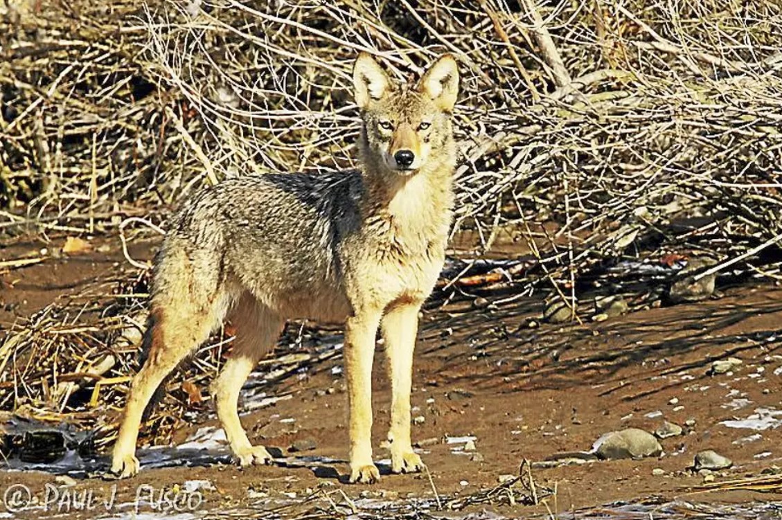 Brookfield Parks and Rec warn of aggressive coyote at Williams Park