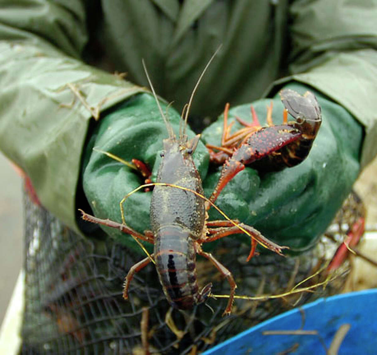 The worst year for crawfish