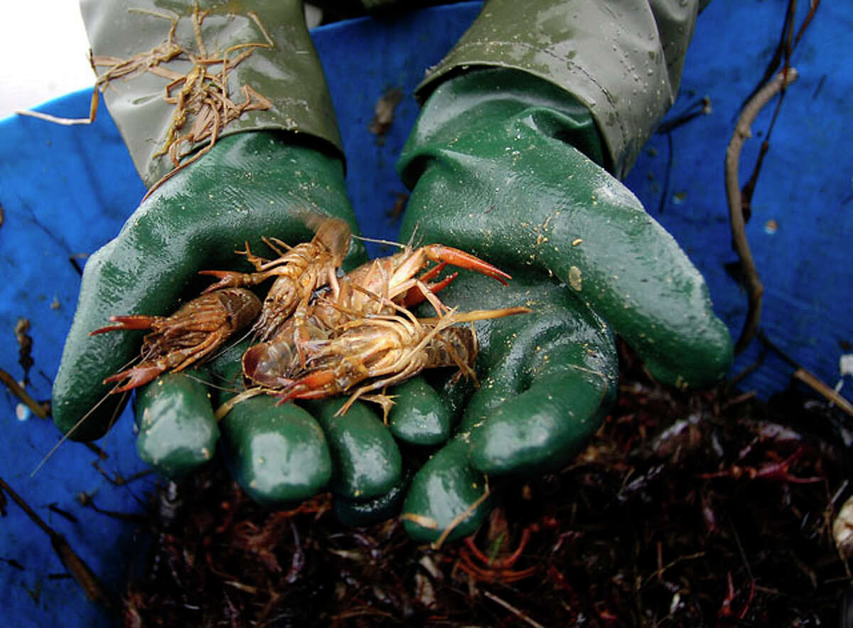 The worst year for crawfish