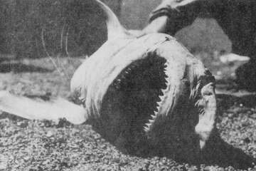 A shark made it all the way to Alton in 1937
