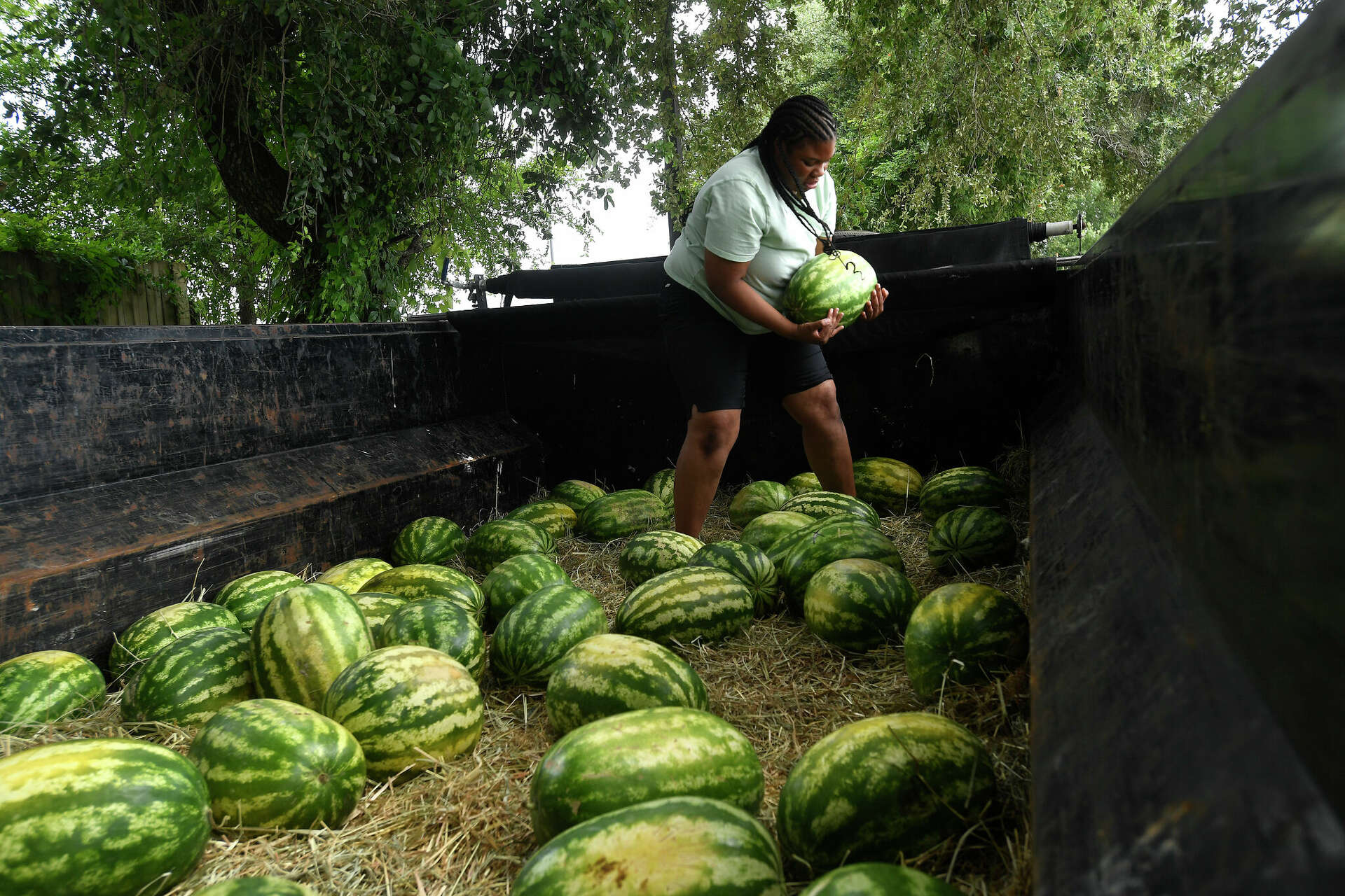 Beloved Sugartown melons have arrived in Southeast Texas