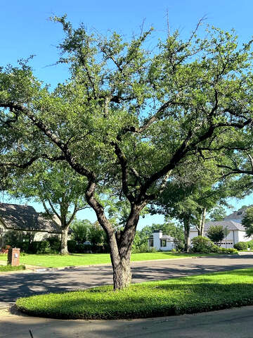 The 2021 Texas winter storm is to blame for live oak tree damage