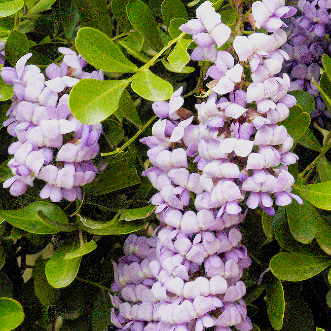 The 2021 Texas winter storm is to blame for live oak tree damage