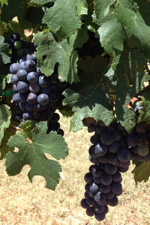 Agrilife extension sets prospective grape grower workshop Dec. 12 at ...