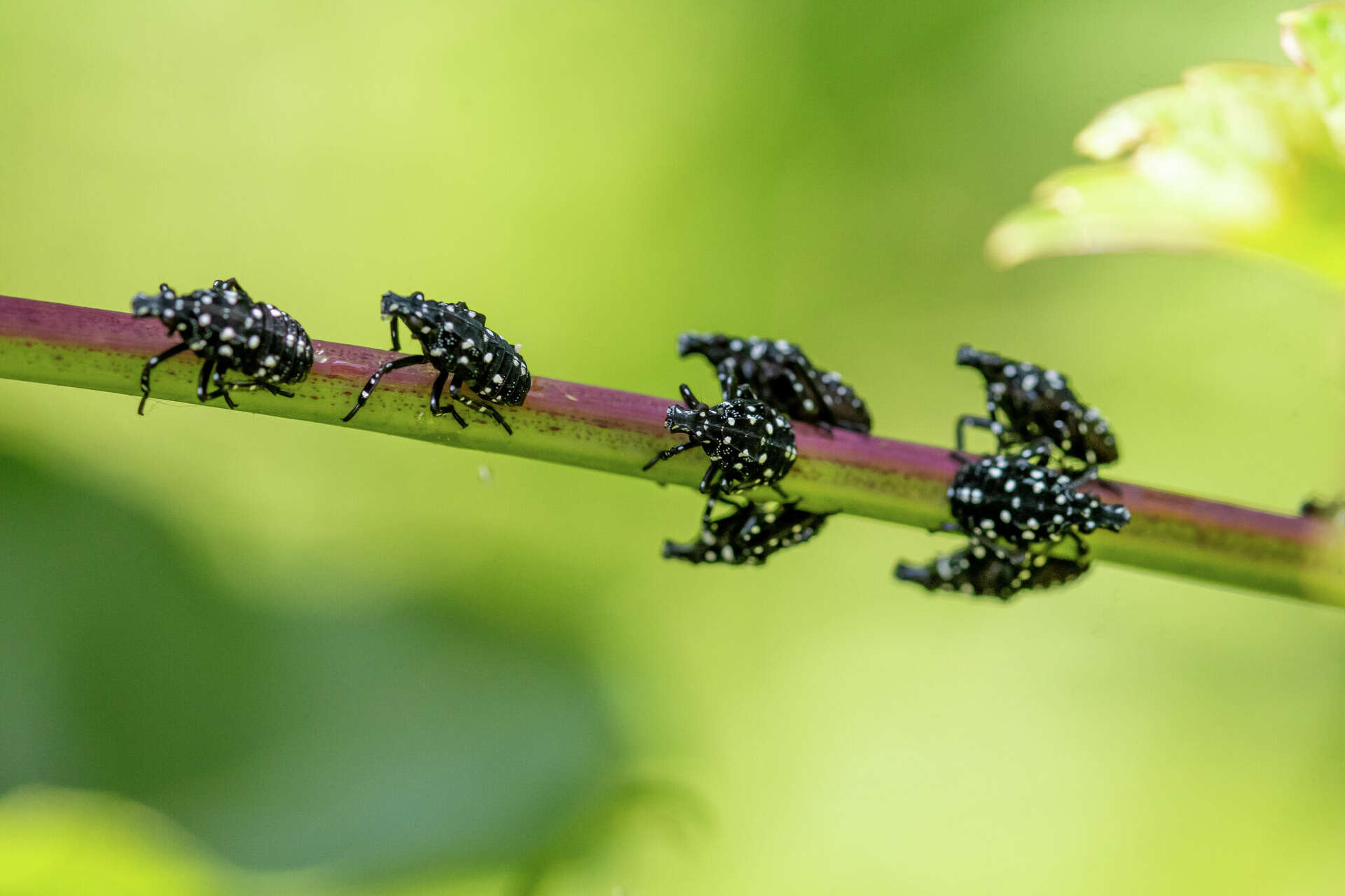 Young spotted lanternflies emerge in CT. Here's how to spot them.