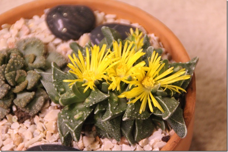 Tiger Jaws make nice flowers