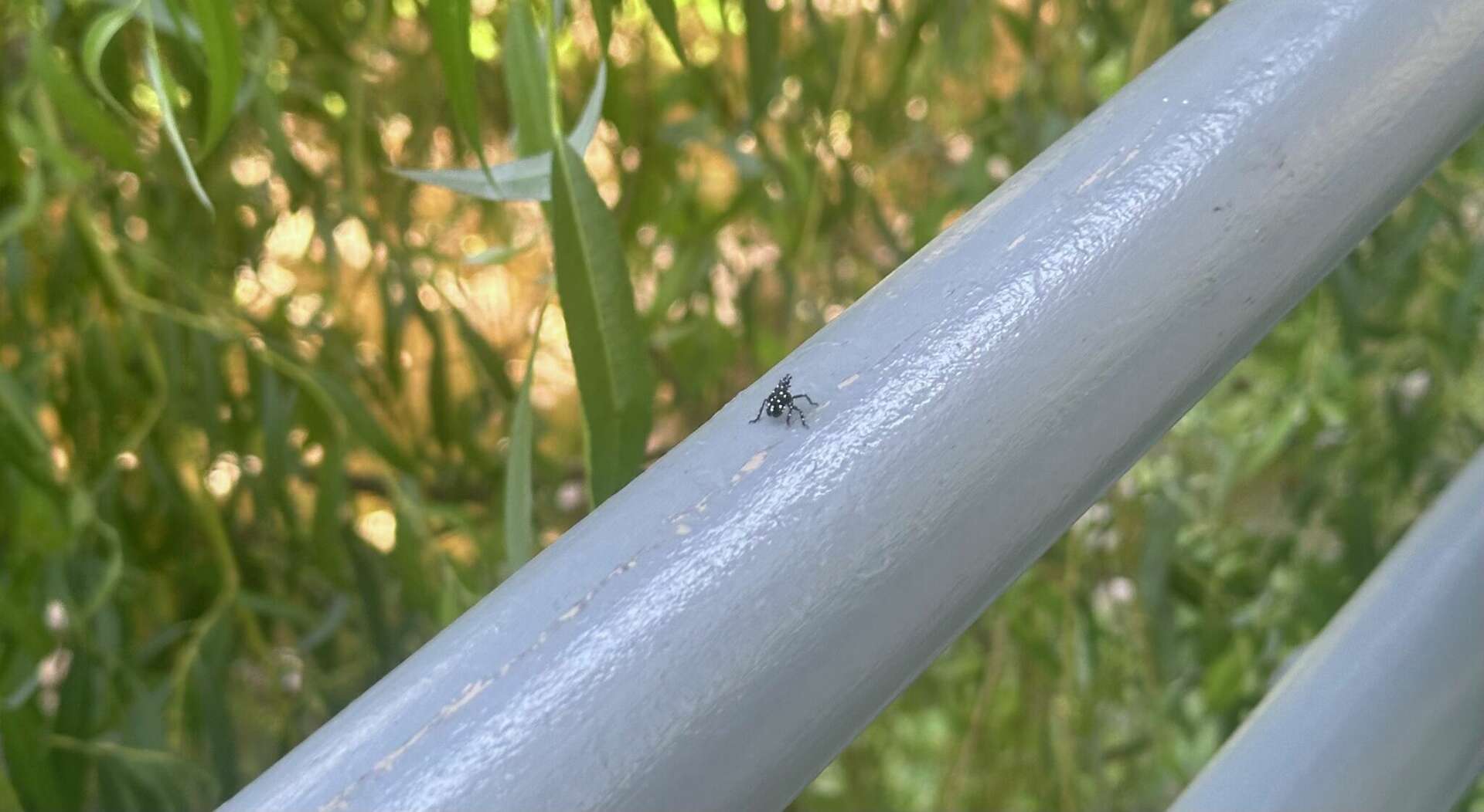 Young spotted lanternflies emerge in CT. Here's how to spot them.