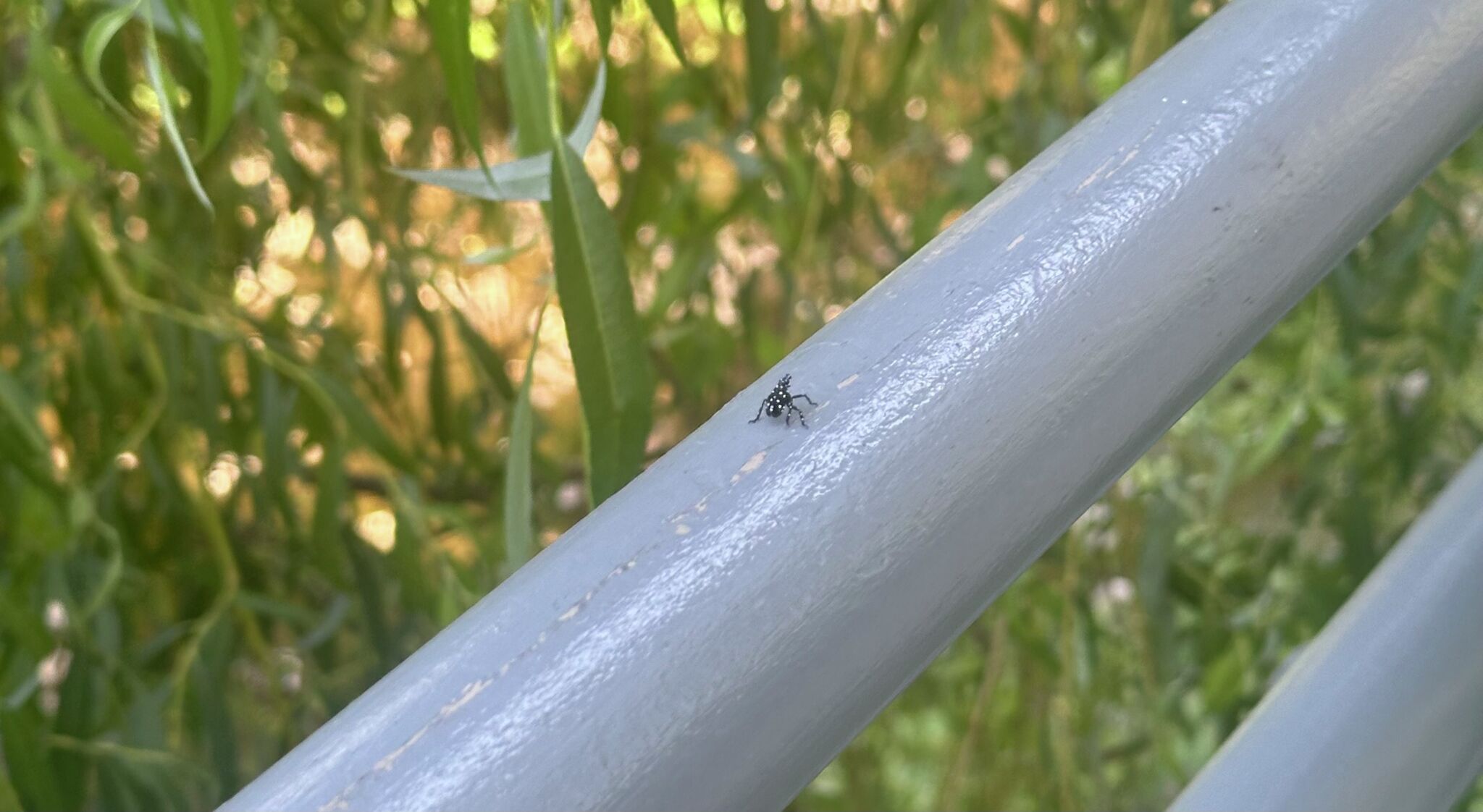 Young spotted lanternflies emerge in CT. Here's how to spot them.