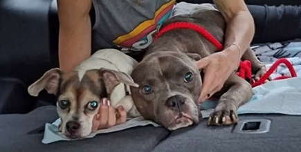 Dog dies after being rescued from CT woman charged with animal cruelty