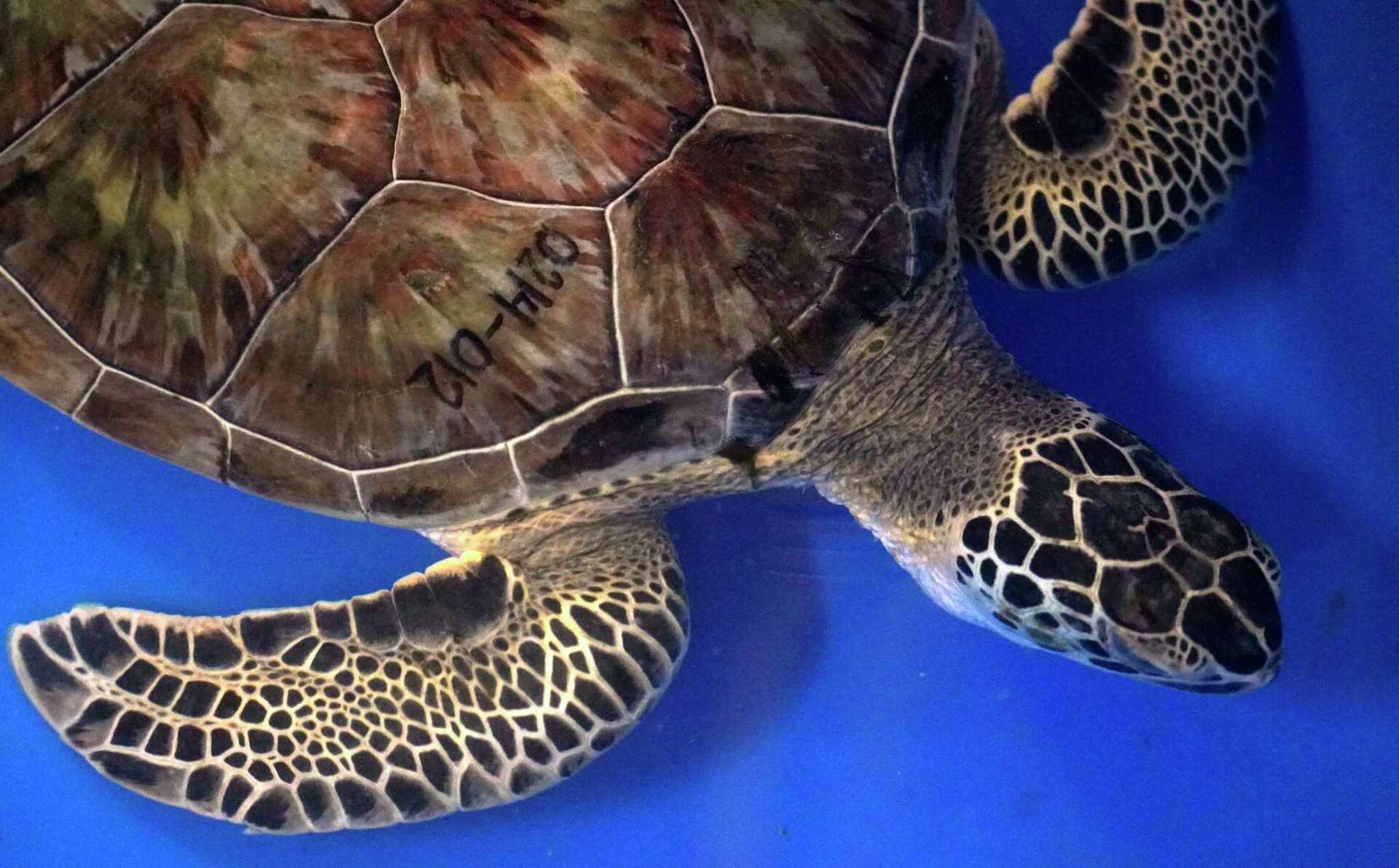 Houston Zoo, Texas A&M partner in sea turtle rescue along Texas coast