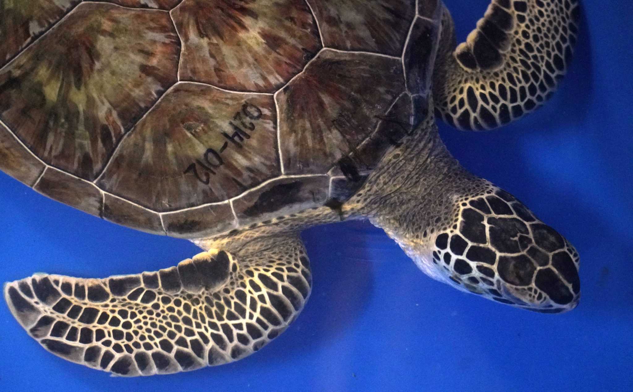 Houston Zoo, Texas A&M partner in sea turtle rescue along Texas coast